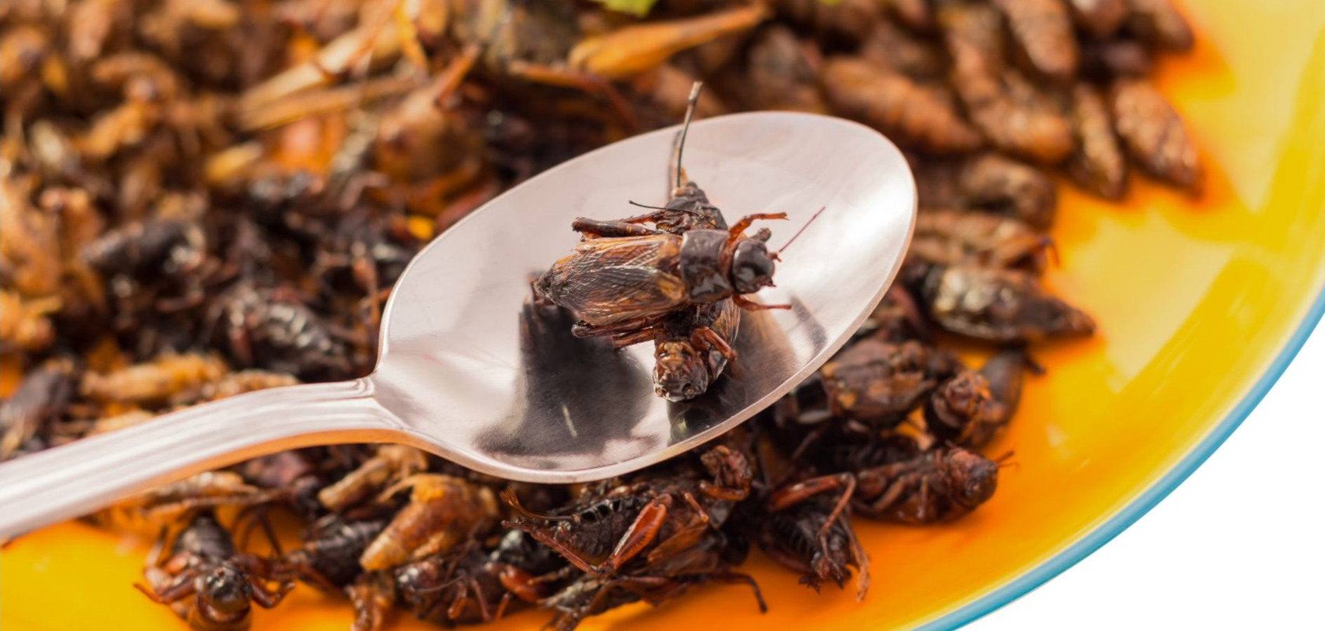 Insectes al plat: història, cultura i perspectives gastronòmiques ...